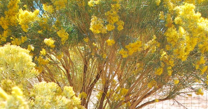 The 7MSN Ranch: Screaming yellow chamisa