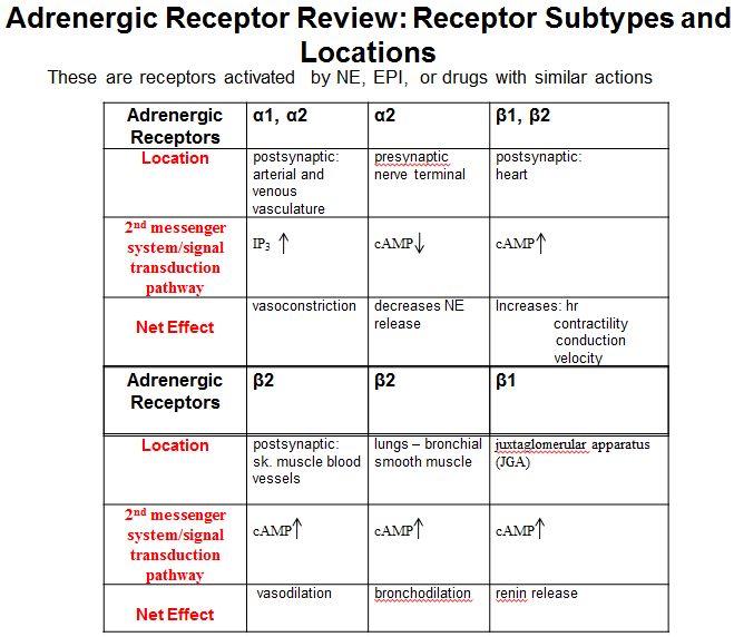 medskul: Adrenergic Receptors & Function