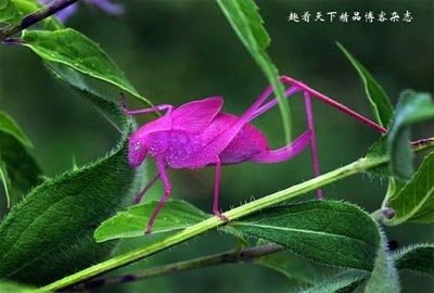 Funny World: Very Rare Pink Insect Katydids