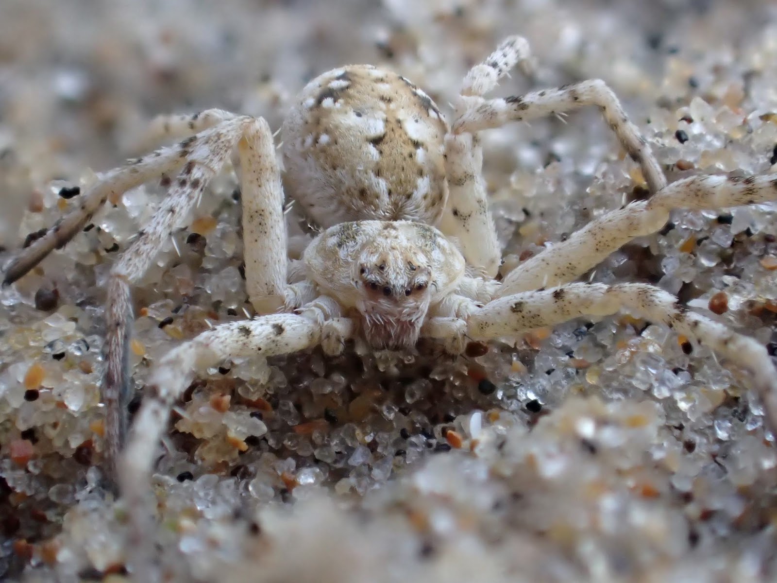 The Lyons Share: My top ten spider highlights of 2019 and the full ...