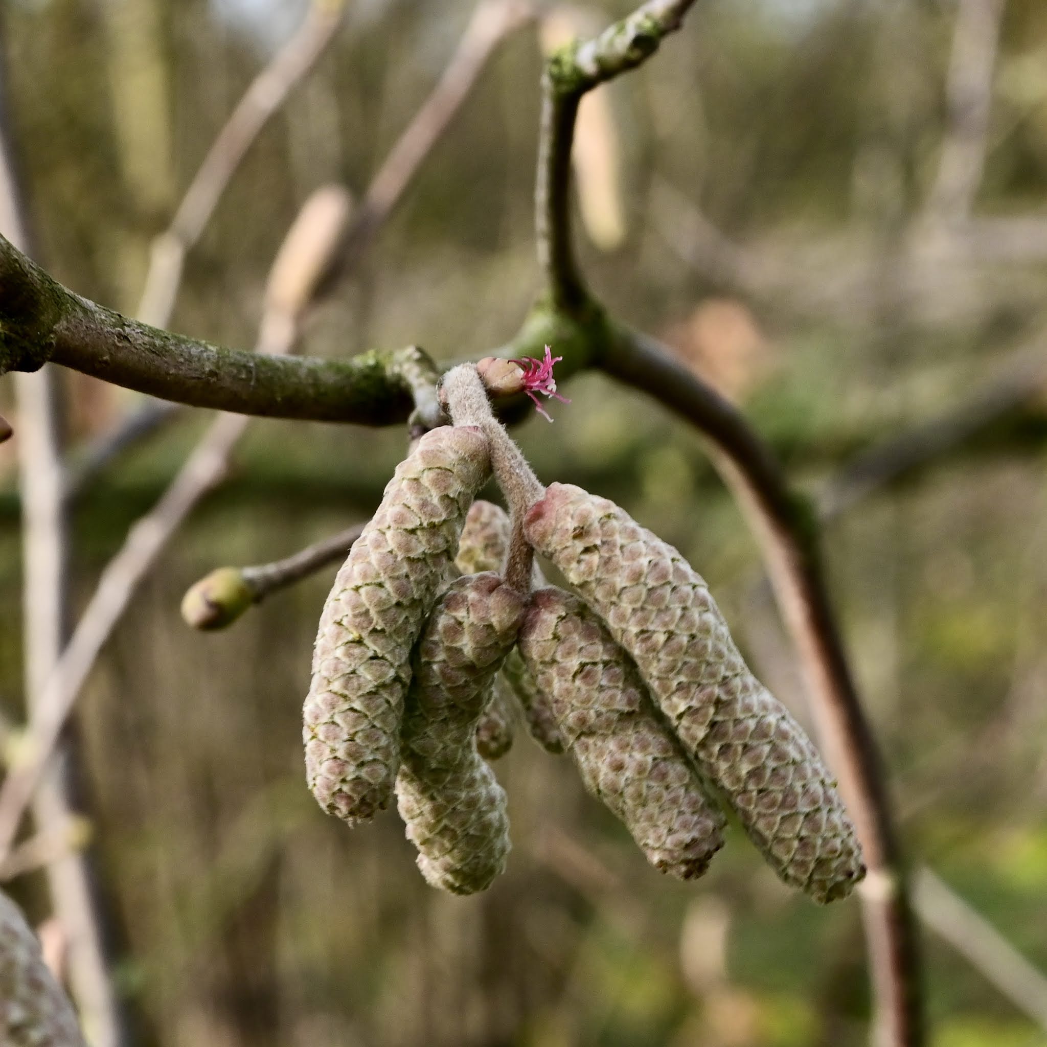 The Paxton Ranger: Lambs' tails