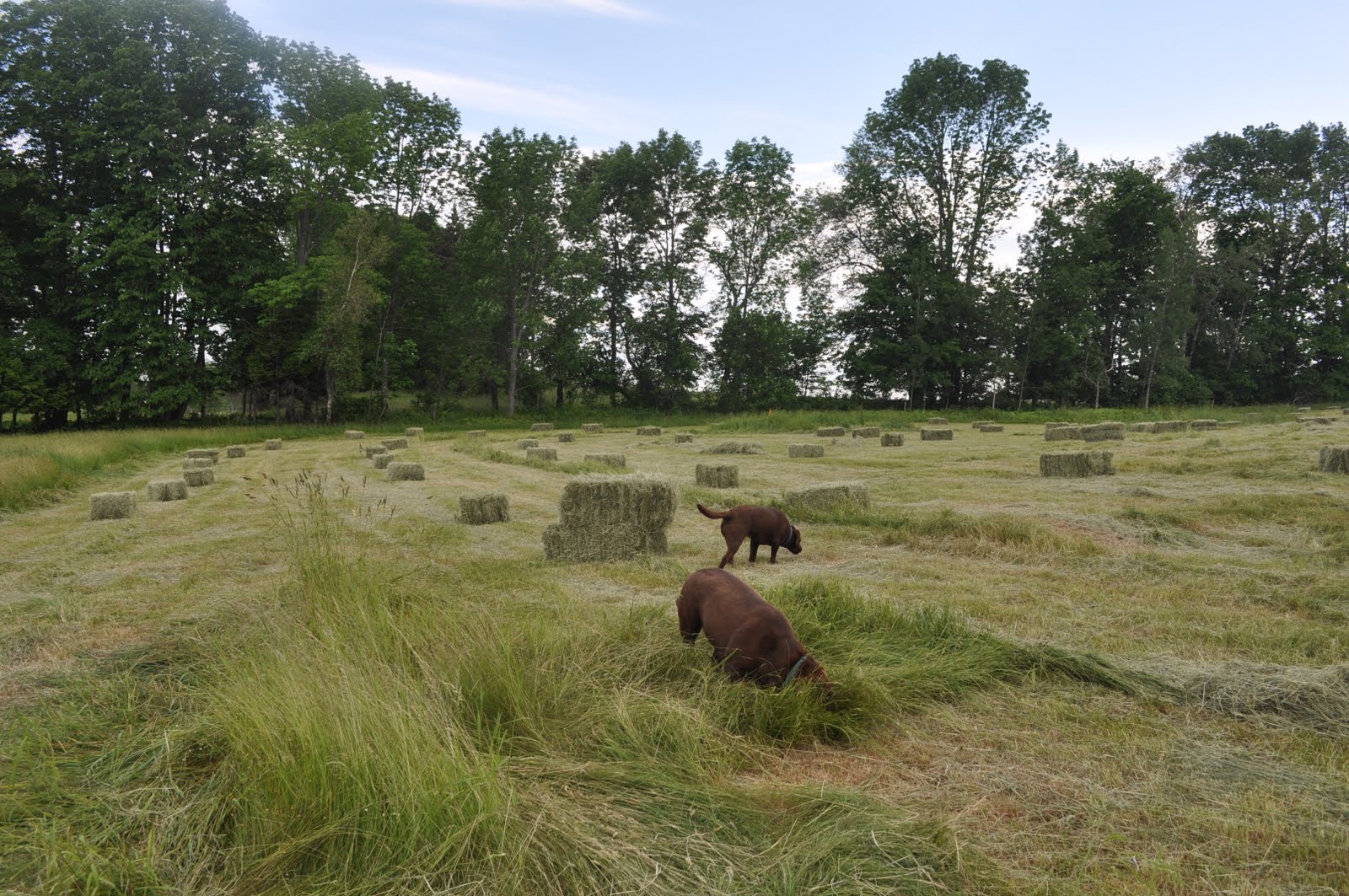 Mainely Ewes Farm: Hay Mow