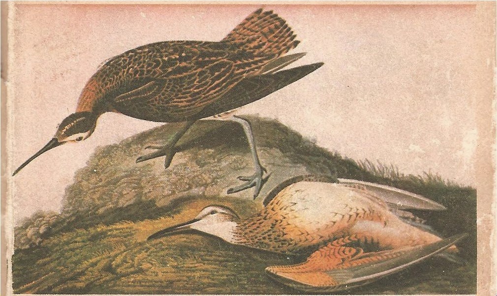 Ladrar à Lua: O último maçaricão-esquimó 8