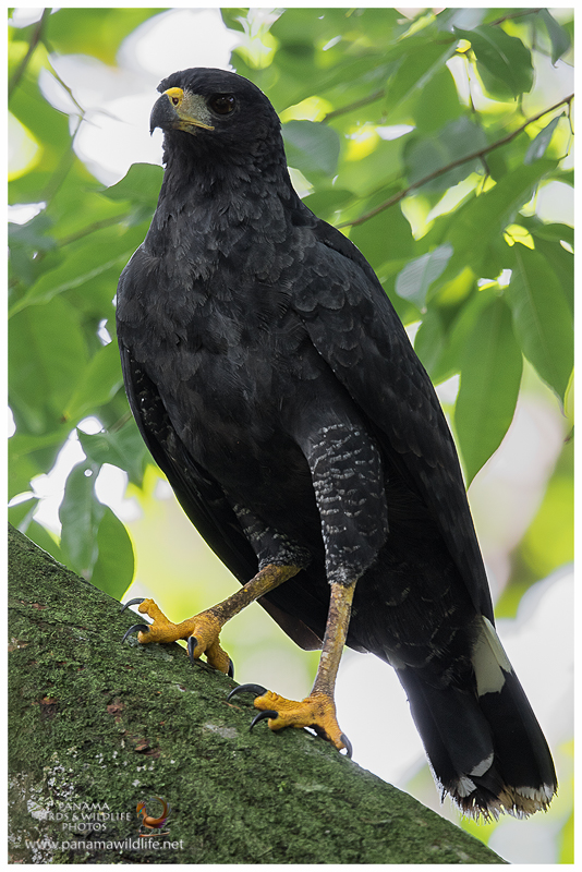 Featured raptors: Black Hawks of Panama