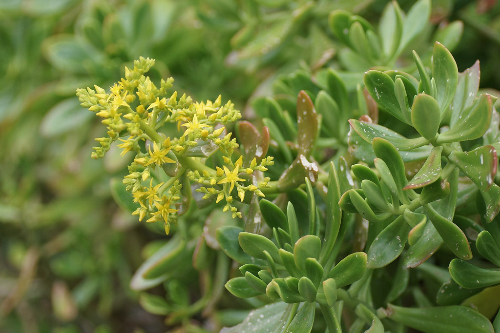 Sedum praealtum - Green cockscomb - Greater Mexican stonecrop care and ...