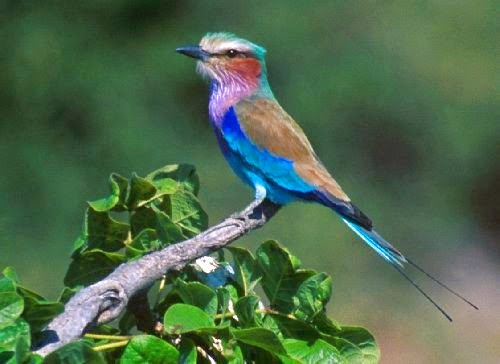 Sicilia: Scoprire Dialettando: Uccelli