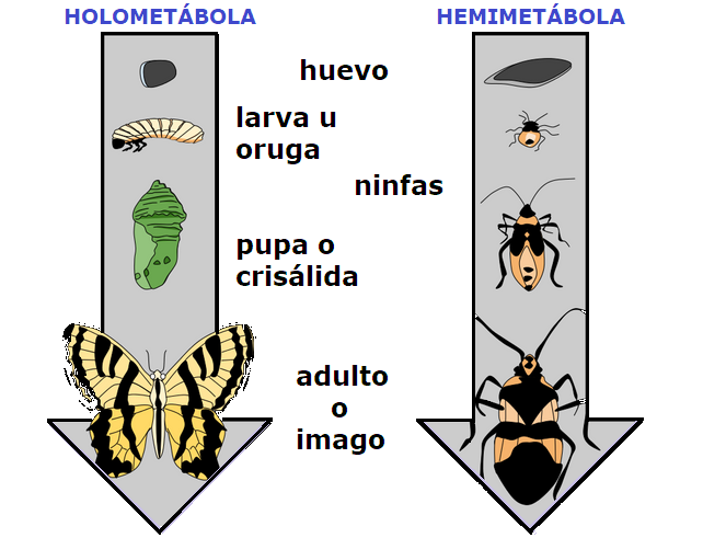 BioGeodiversidadVillegas: Clase Insectos