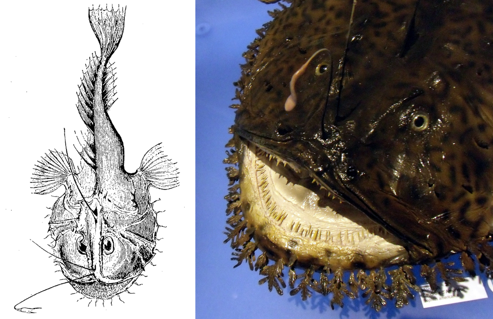 Virginia Tech Ichthyology Class : Goosefish, the Best Animate Fish Trap ...