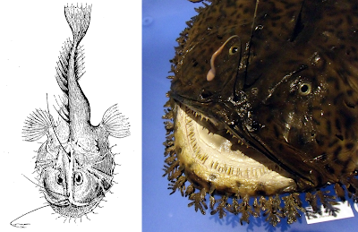 Virginia Tech Ichthyology Class : Goosefish, the Best Animate Fish Trap ...