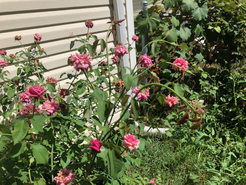 All for Roses: The difference?