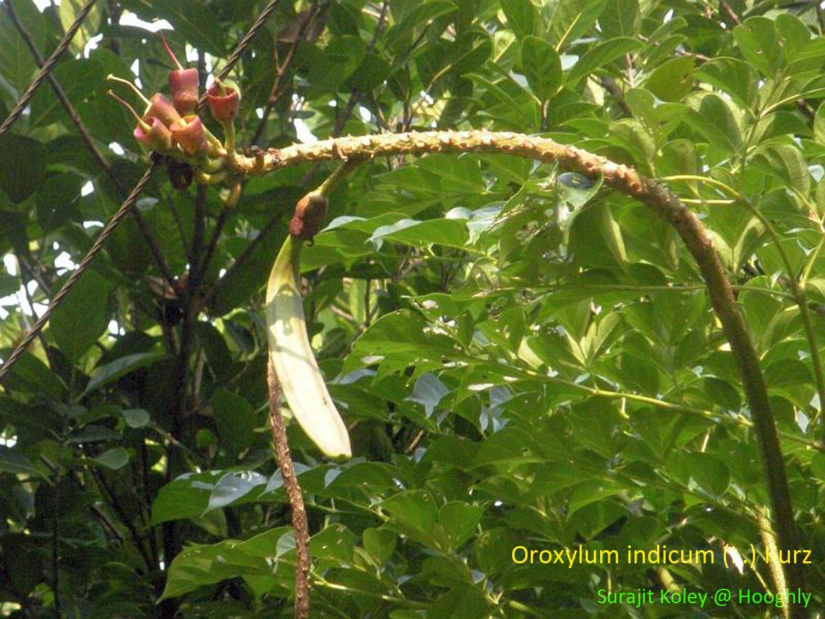 Medicinal Plants: Oroxylum indicum