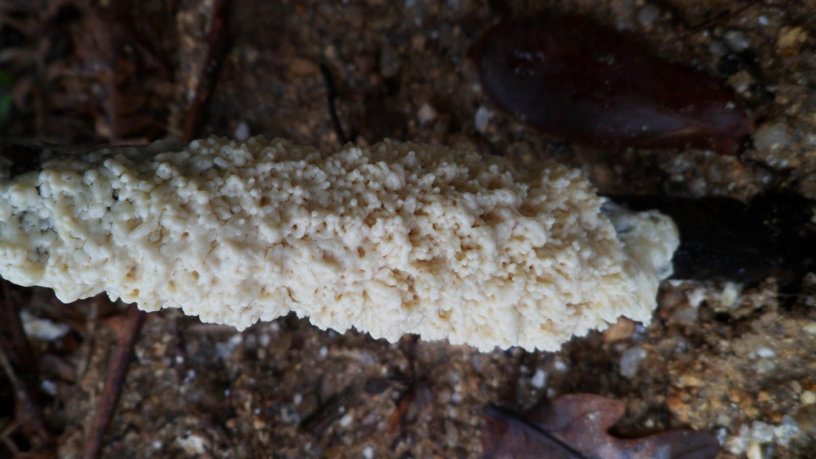 Un micólogo aficionado: Mucílago crustacea