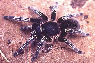 Costa Rican Zebra (Aphonoplema seemani) ~ Tarantula Hub