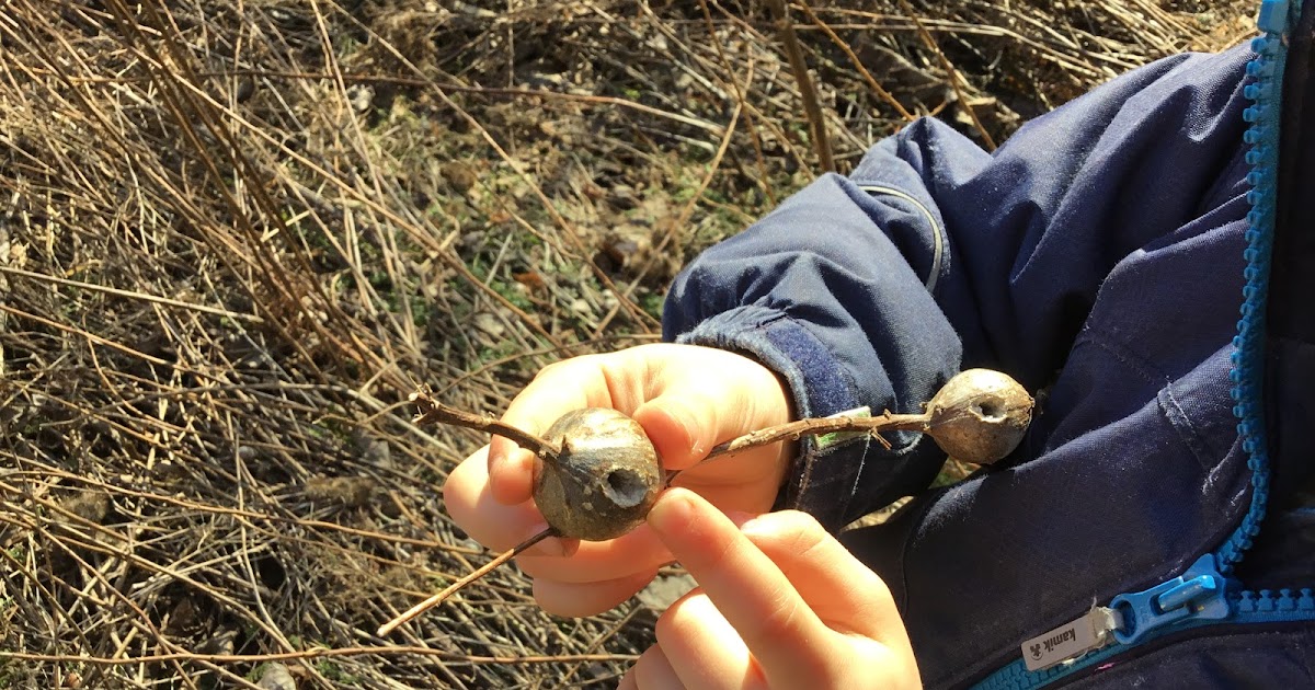 Allen Brook Kindergarten : Four Winds- Galls
