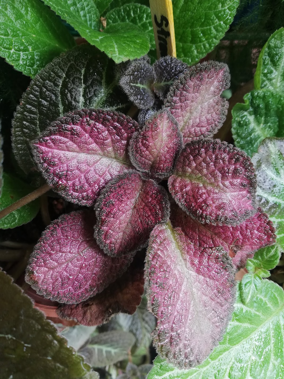 Garden Chronicles of James David: Episcia Collection - Strawberry Patch