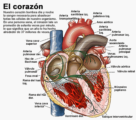 IMAGENES: EL CORAZON Y SUS PARTES