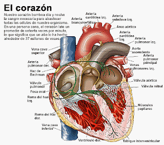 IMAGENES: EL CORAZON Y SUS PARTES