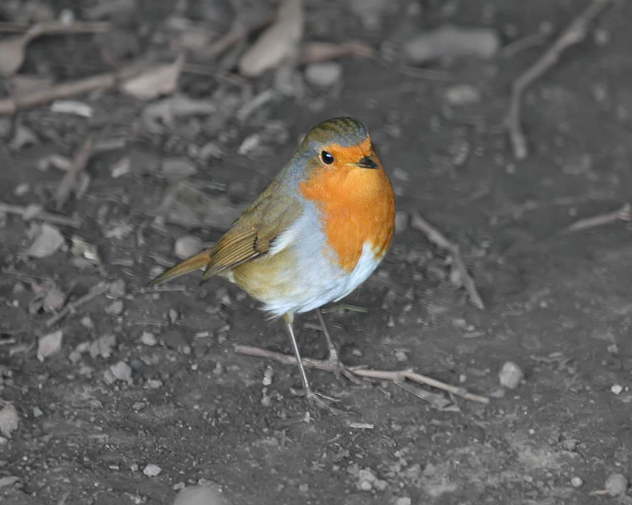 Lovely Small Birds Wallpapers - Entertainment Only