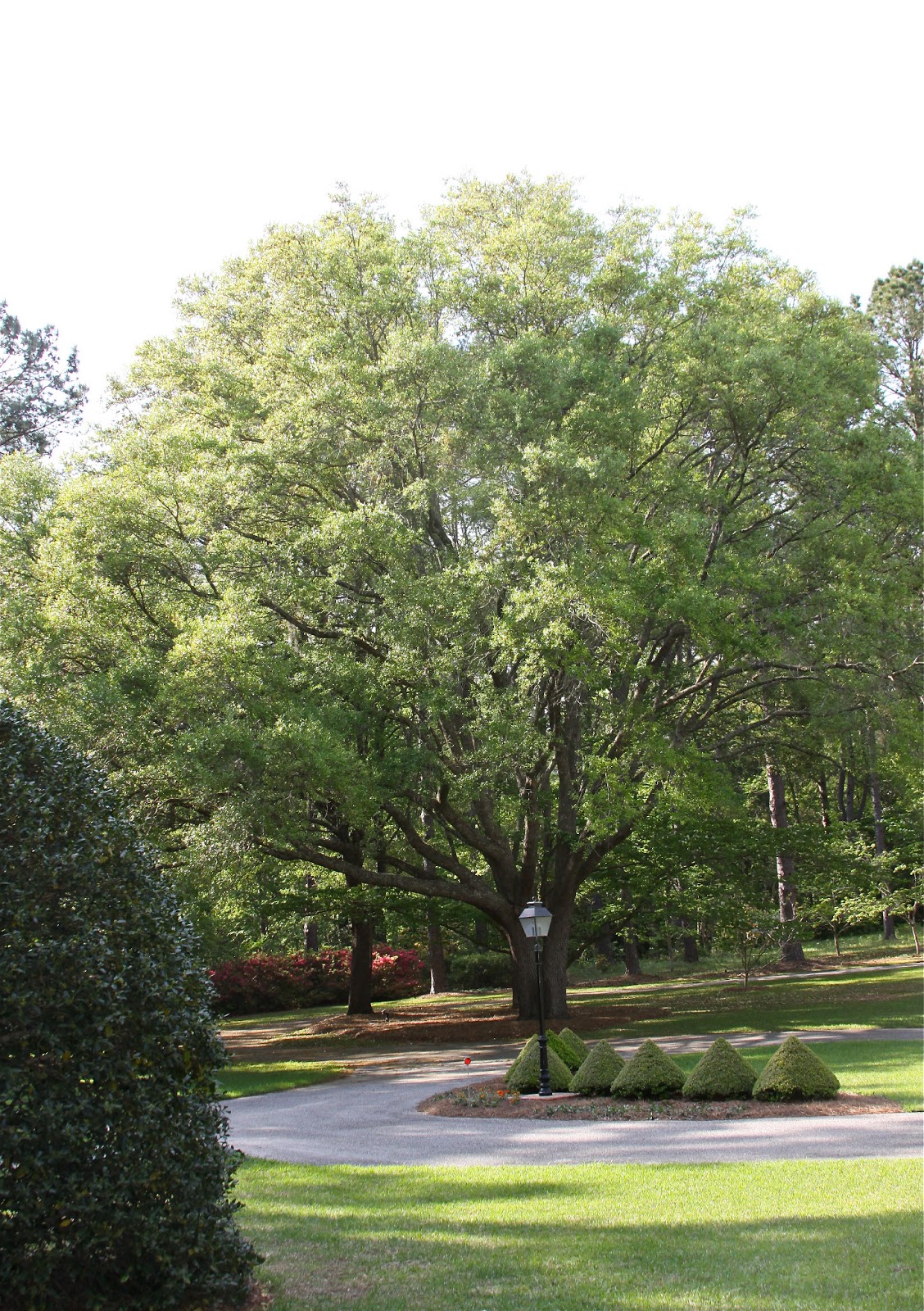 Sweet Southern Days: A Southern Garden