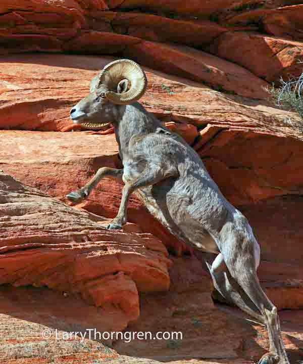 Ram's Horn: Ram Anatomy