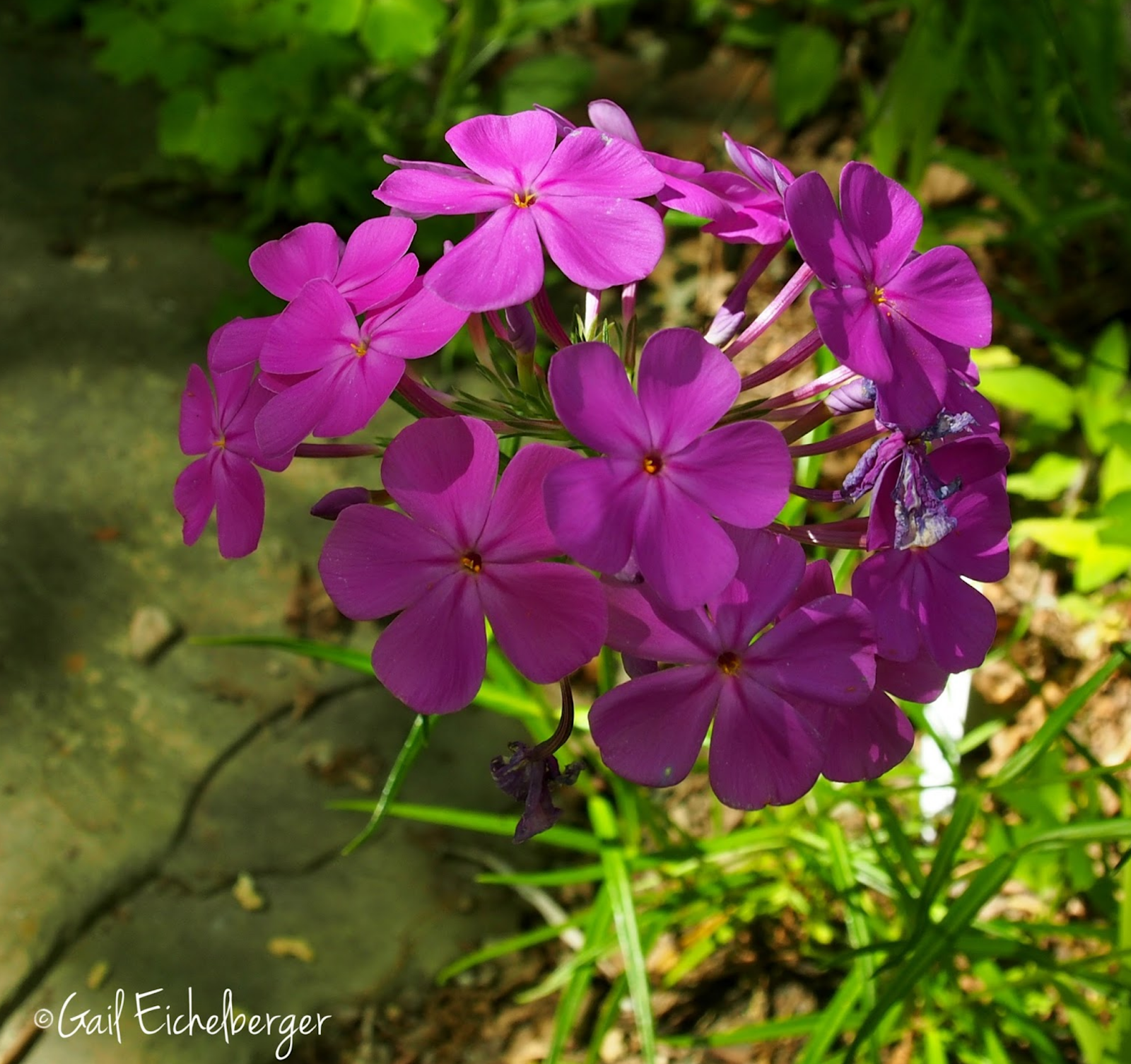 clay and limestone: Wildflower Wednesday: Summer Blooming Phlox