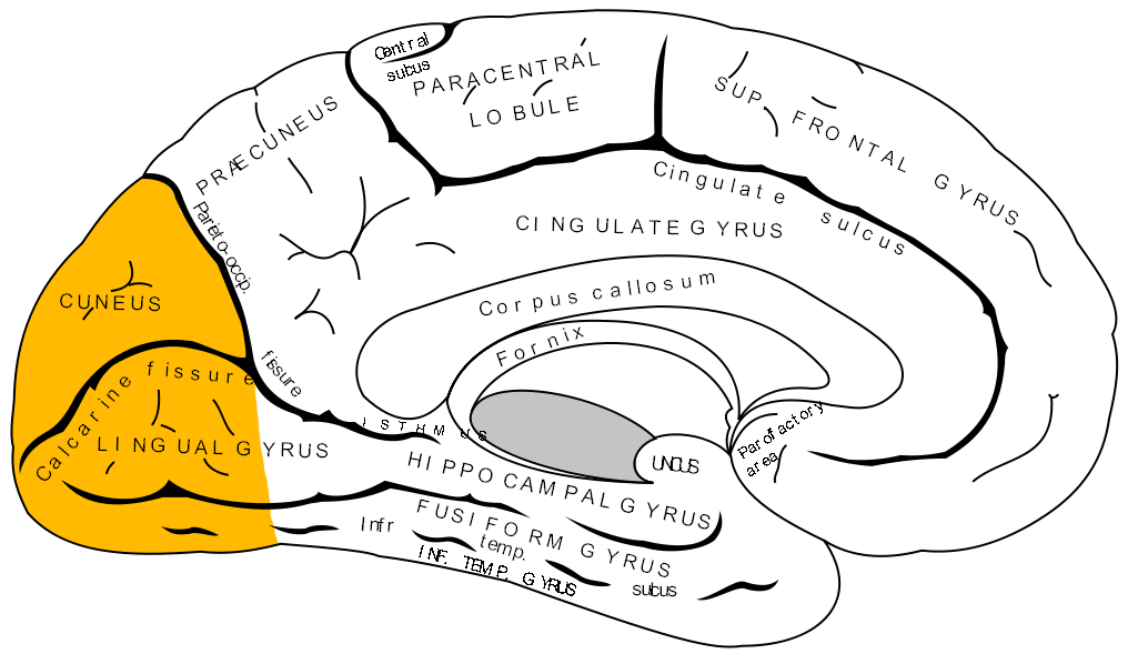 INVASION: occipital lobes