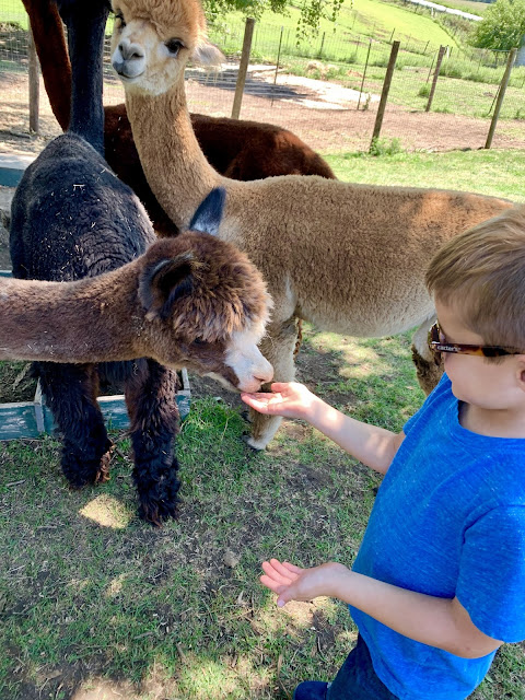 Madison County: Rusty Stars Alpacas