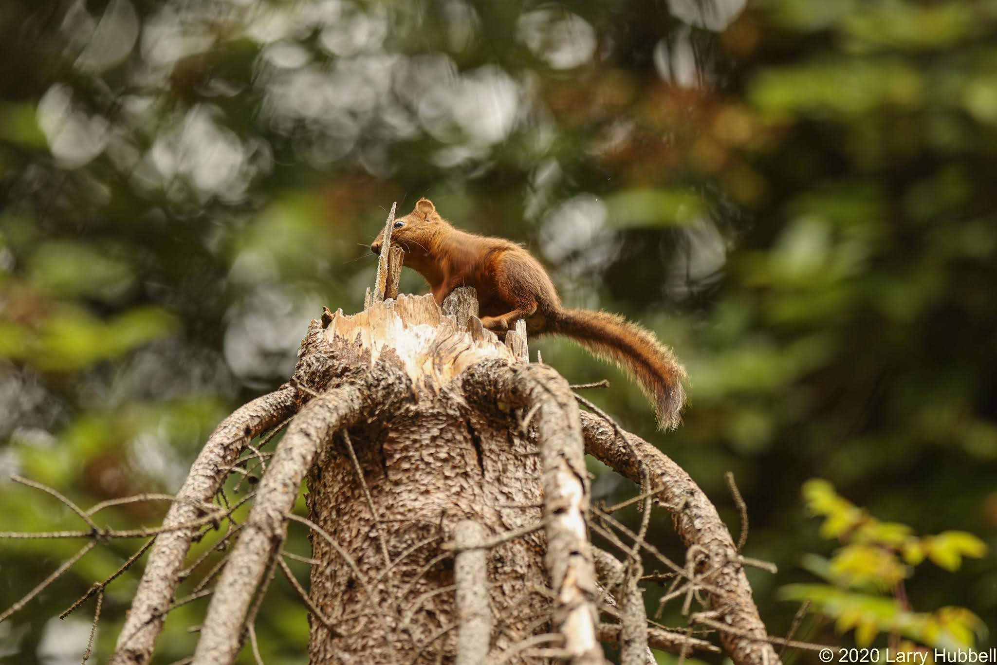 Union Bay Watch : A Chickaree Resurgence