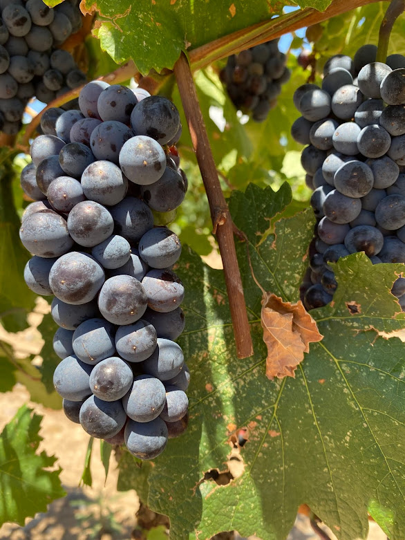 Ampelos (Vine): Crop Estimation, Pinot noir clones and a teinturier ...