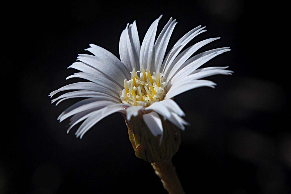 Space Coast Wildflowers: Wildflower Portraits