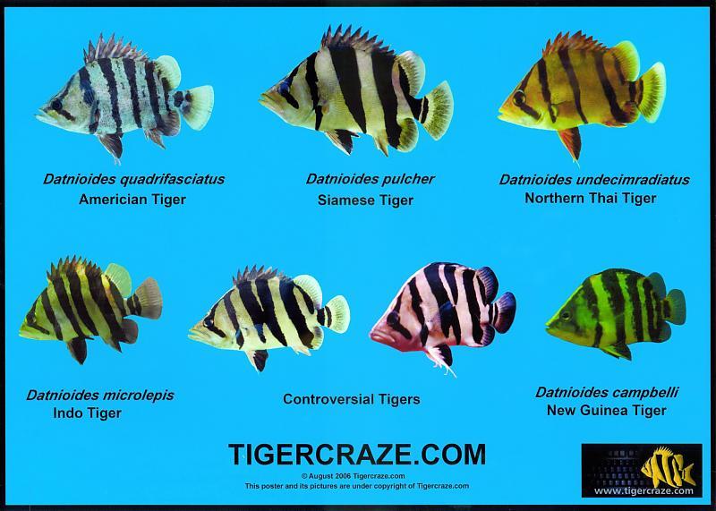 IKAN HIAS AIR TAWAR TROPICAL FISH: IKAN DATZ, TIGERFISH (Datnioides)