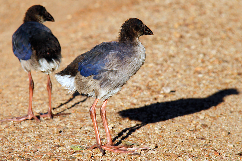 Salvemos Las Tablas: Calamón común.