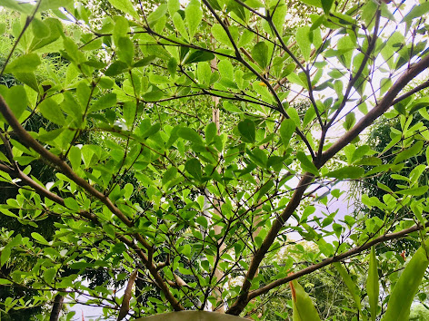 MARCOTTING AN AFRICAN TALISAY: Beginner’s Joy