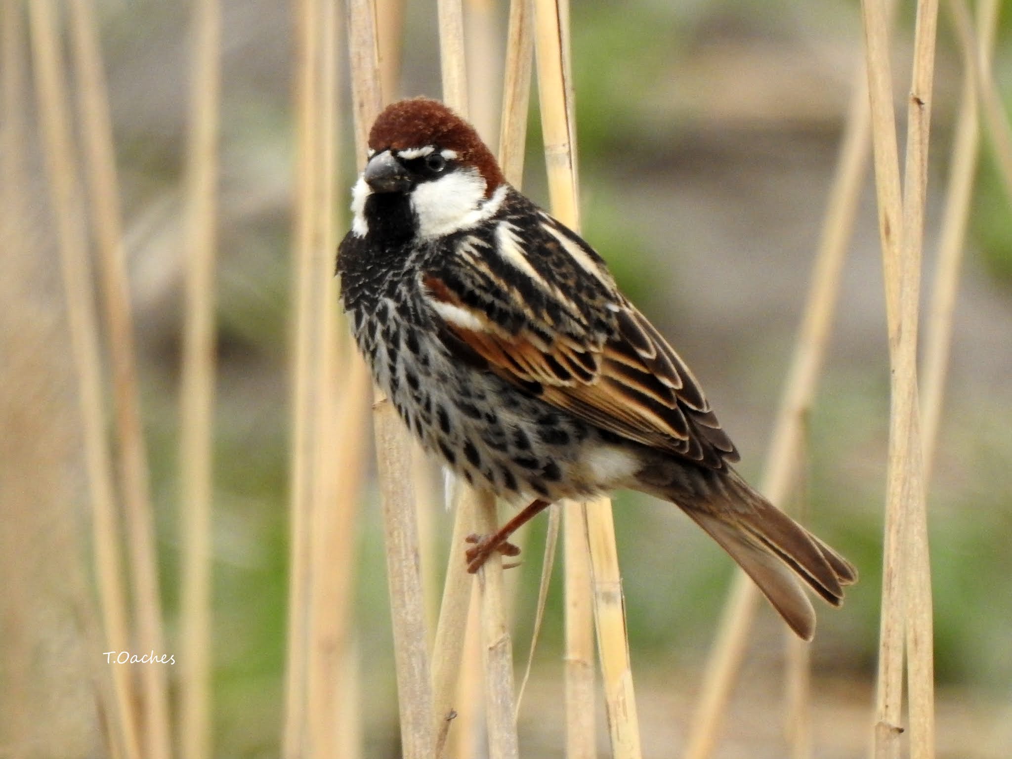 PASARI DIN ROMANIA: VRABIE NEGRICIOASA, Passer hispaniolensis