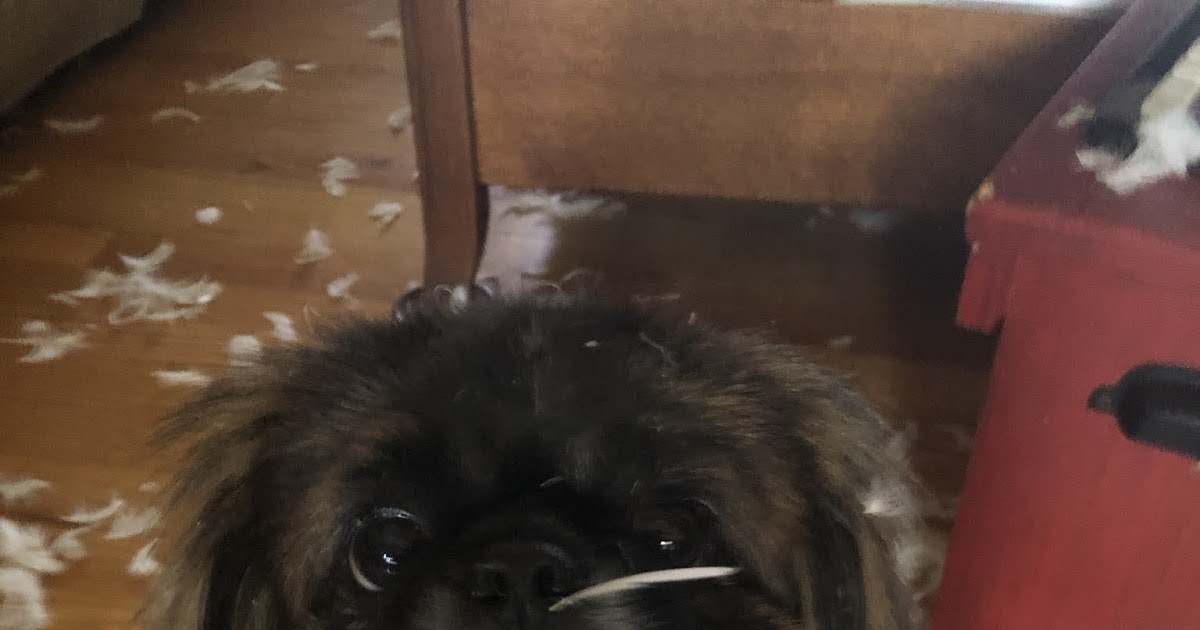 Must Love Pekes: THE COUCH EXPLODED.