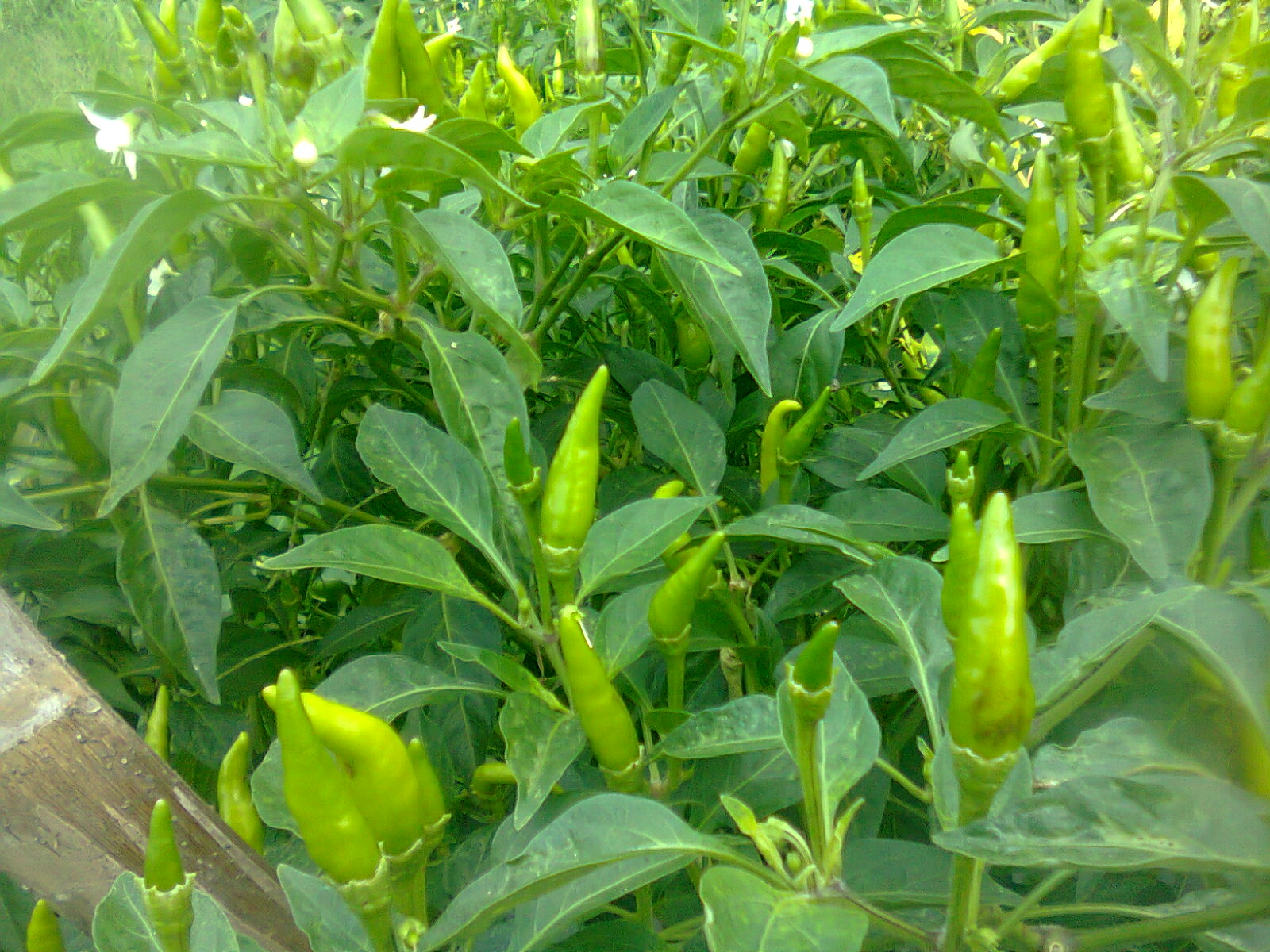 Foto-Foto Pohon Cabe Yang Subur dan Berbuah Sangat Lebat. - Tips ...