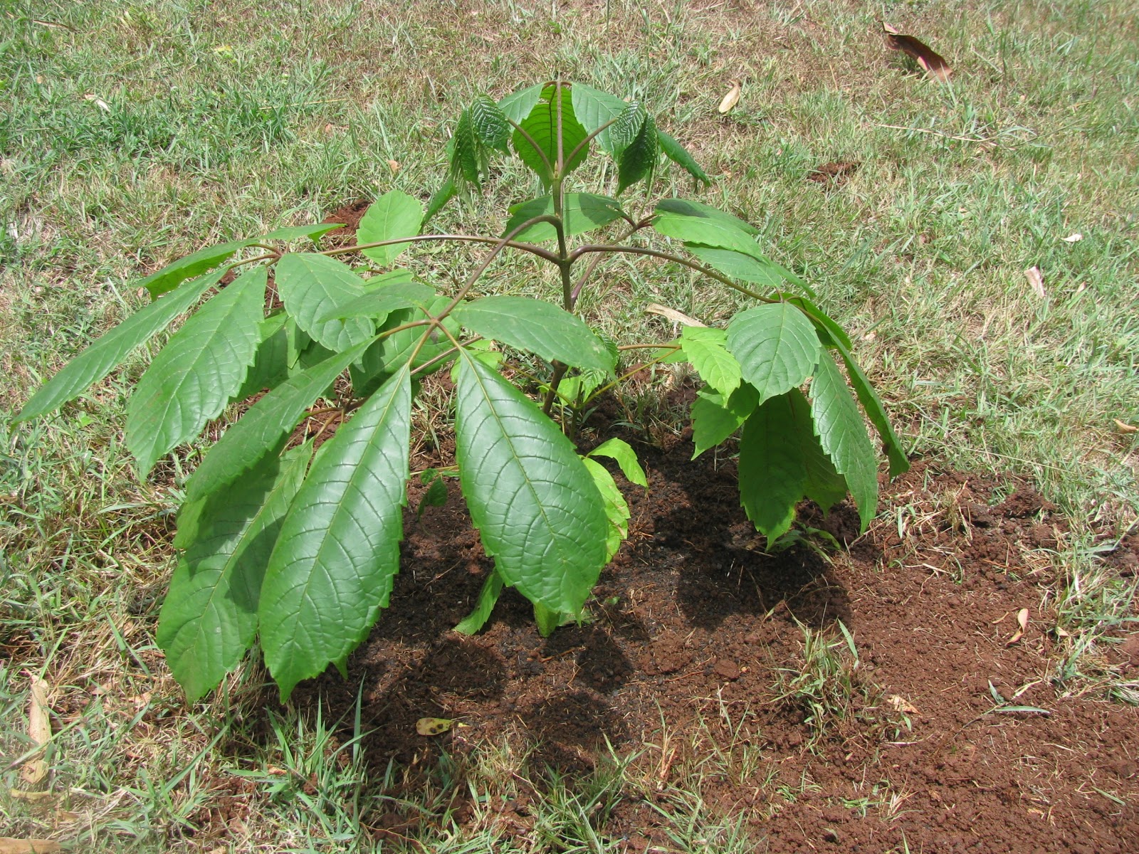 Earth Letters : Tall As An Oak