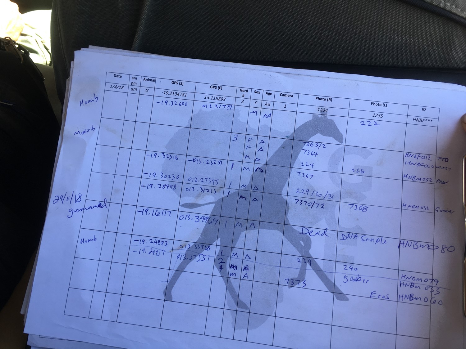 What to Expect When You’re Expecting a Baby Giraffe