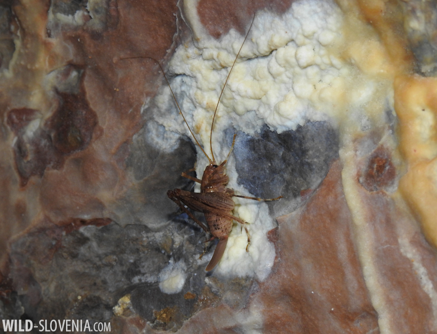 Carniolicum - Wildlife & Biodiversity in Slovenia: Leptodirus ...