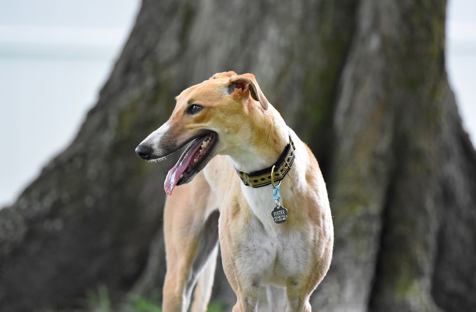 Sippiparai Dog Breed (Chippiparai): Price in India, Speed & More