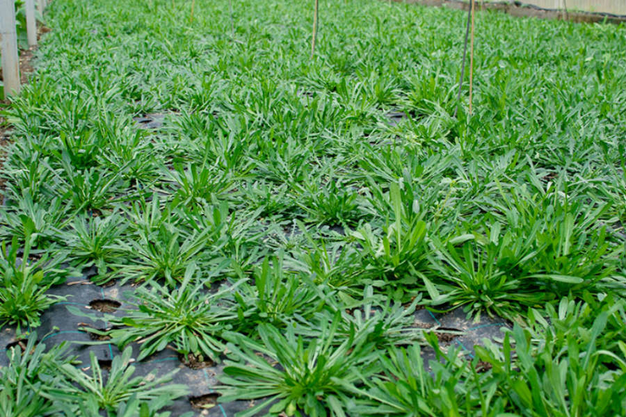 Α-Ω ΚΑΛΛΙΕΡΓΩ ΣΤΑΜΝΑΓΚΑΘΙ. ΣΠΟΡΟΣ Cichorium spinosum (STAMNAGKATHI)