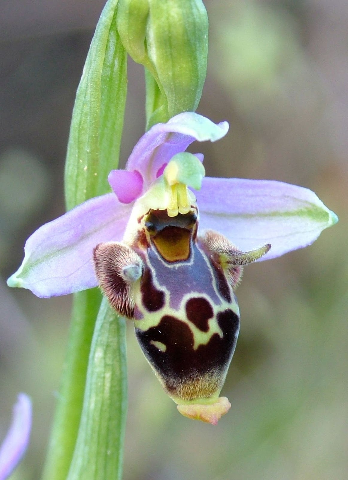 Flowers of Ymittos & Parnitha: ORCHIDACEAE - ophrys