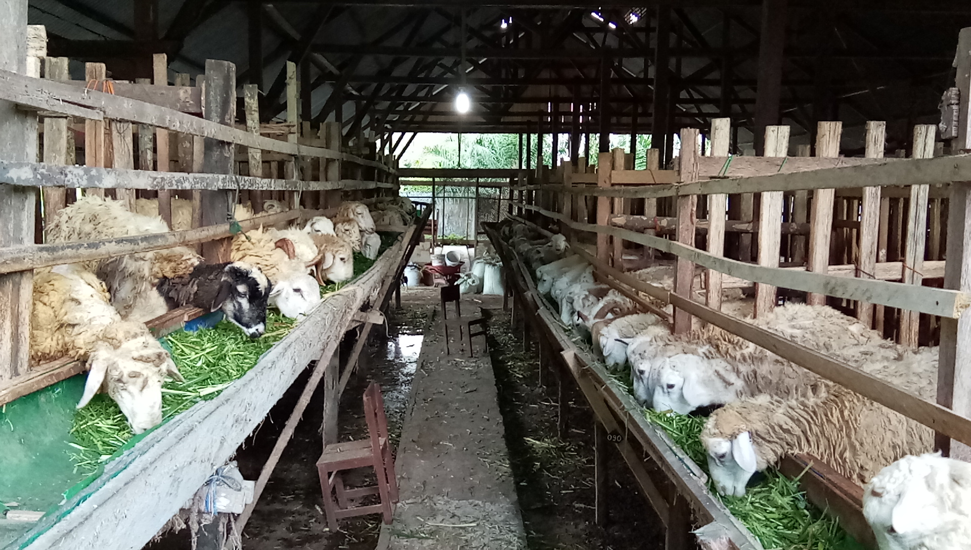 MENJUAL TERNAK DOMBA DAN KAMBING ~ Rusydi_Abd Berbagi