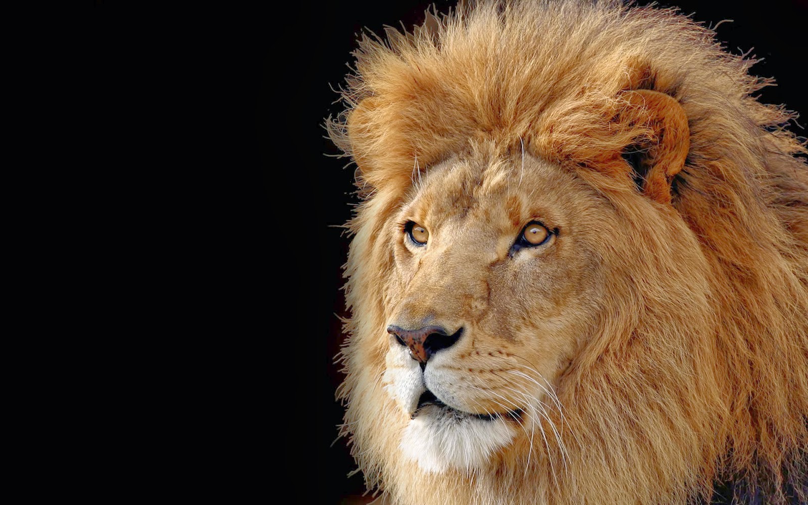 EL REY DE LA SELVA. | ¡Hasta el Último Suspiro! "El Blog de RO"