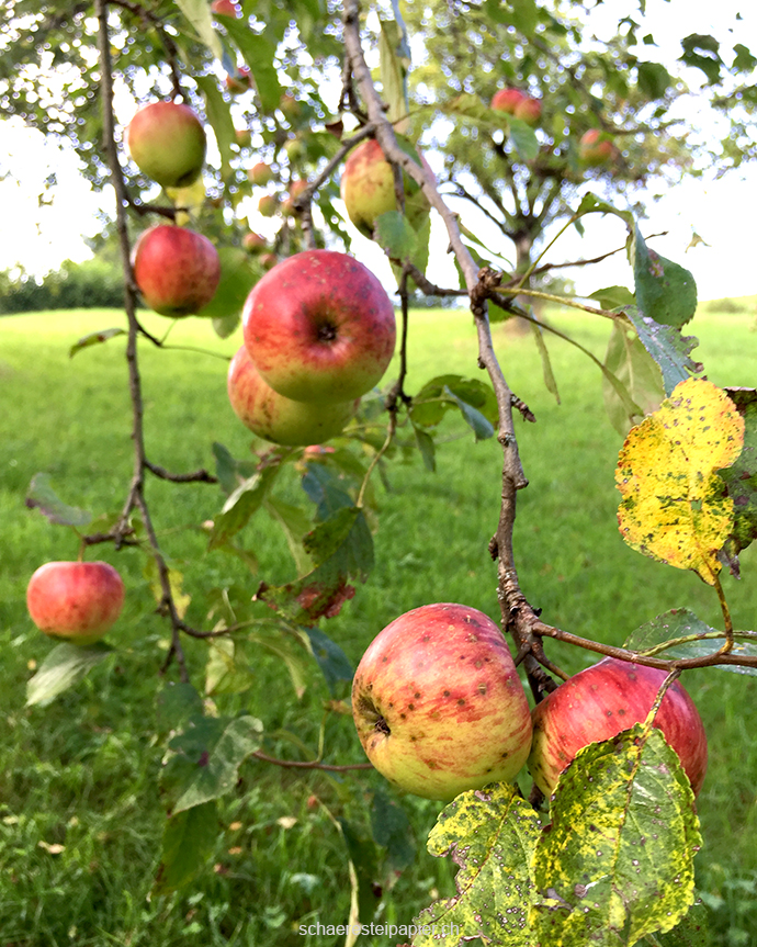 schaeresteipapier: Apfel, Apfel...mit dir wird gedruckt!