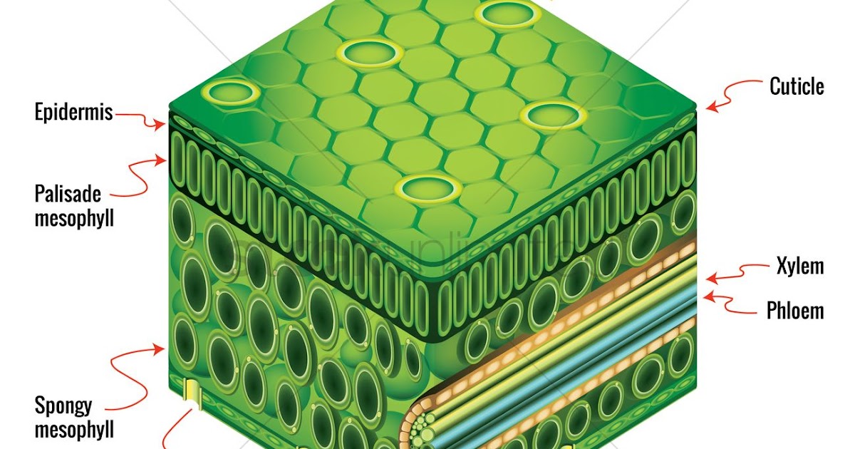 PLANT TISSUE AND ANATOMY - One Biology