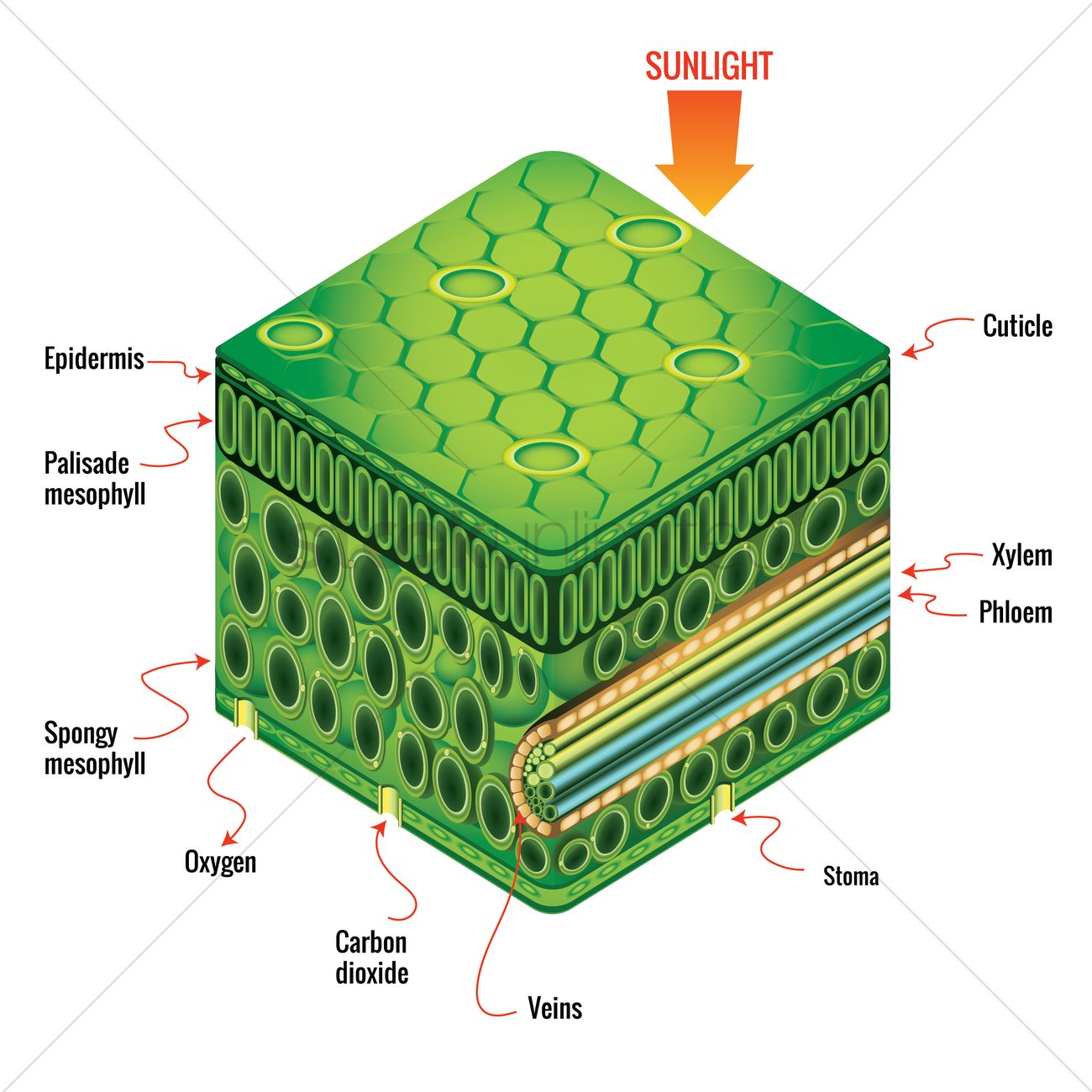 PLANT TISSUE AND ANATOMY