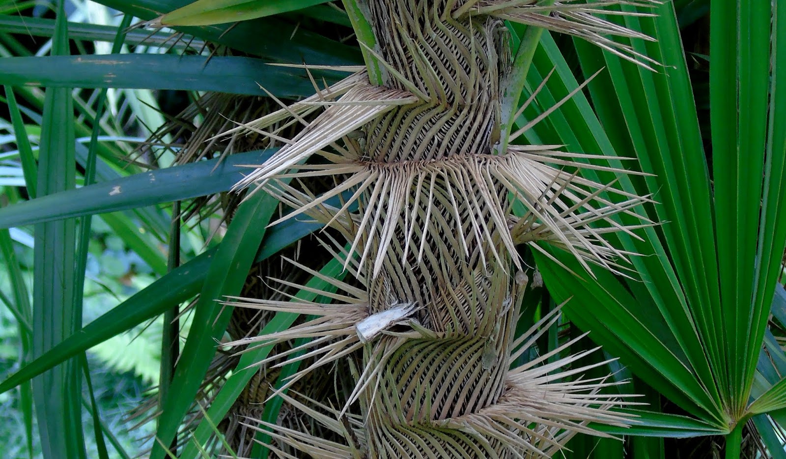 Palmeira-zumbi [Zombia antillarum (Descourt.) L.H. Bailey] | A planta ...