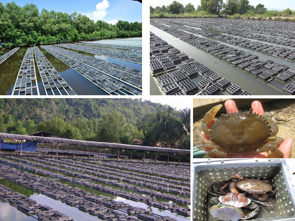 Various Mud Crab Adaptations to Survive in Nature - Live Fresh Mud ...