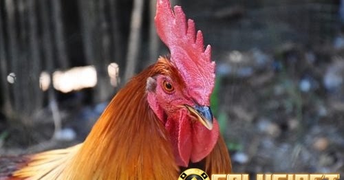 Ciri Jengger Ayam Bangkok yang Paling Dicari - Panduan Cara Main Sbobet